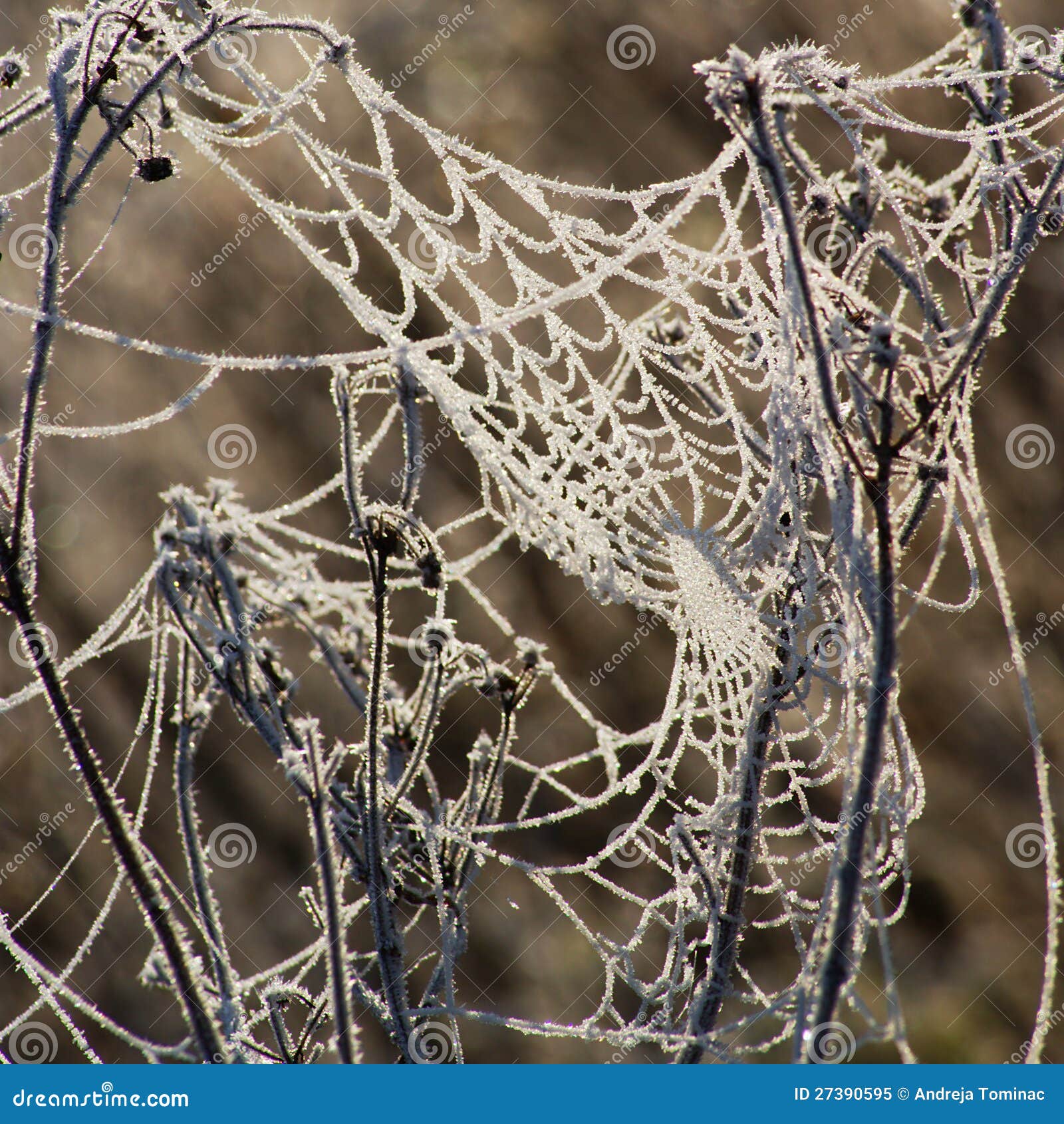 Frozen Spiders Network stock image. Image of sunny, autumn - 27390595