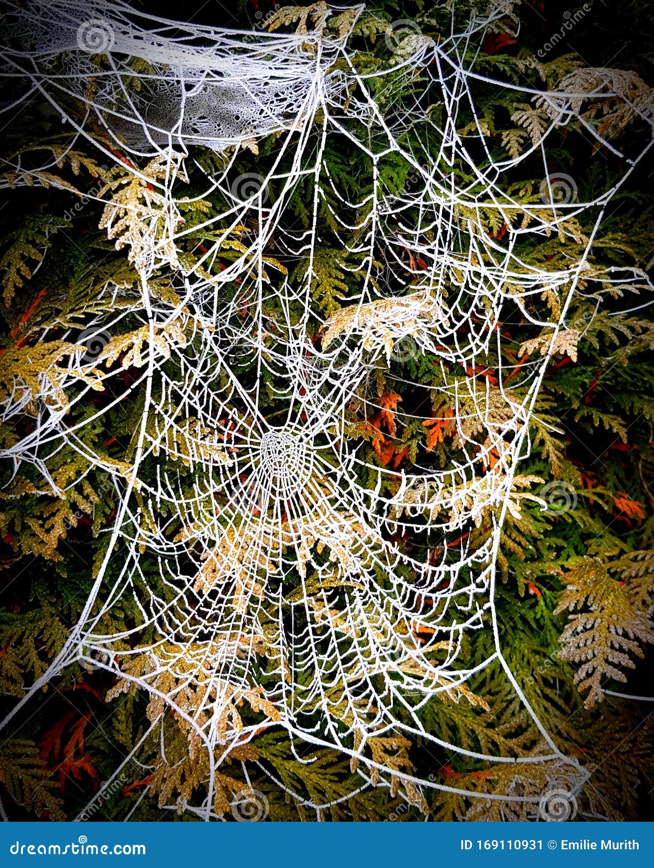 Frozen spiderweb stock image. Image of vegetation, beauty - 169110931