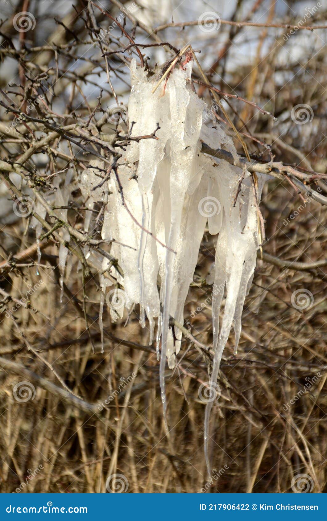 Frozen Splash from Breakers Hang As Icicles in a Coast-near Tree Stock ...