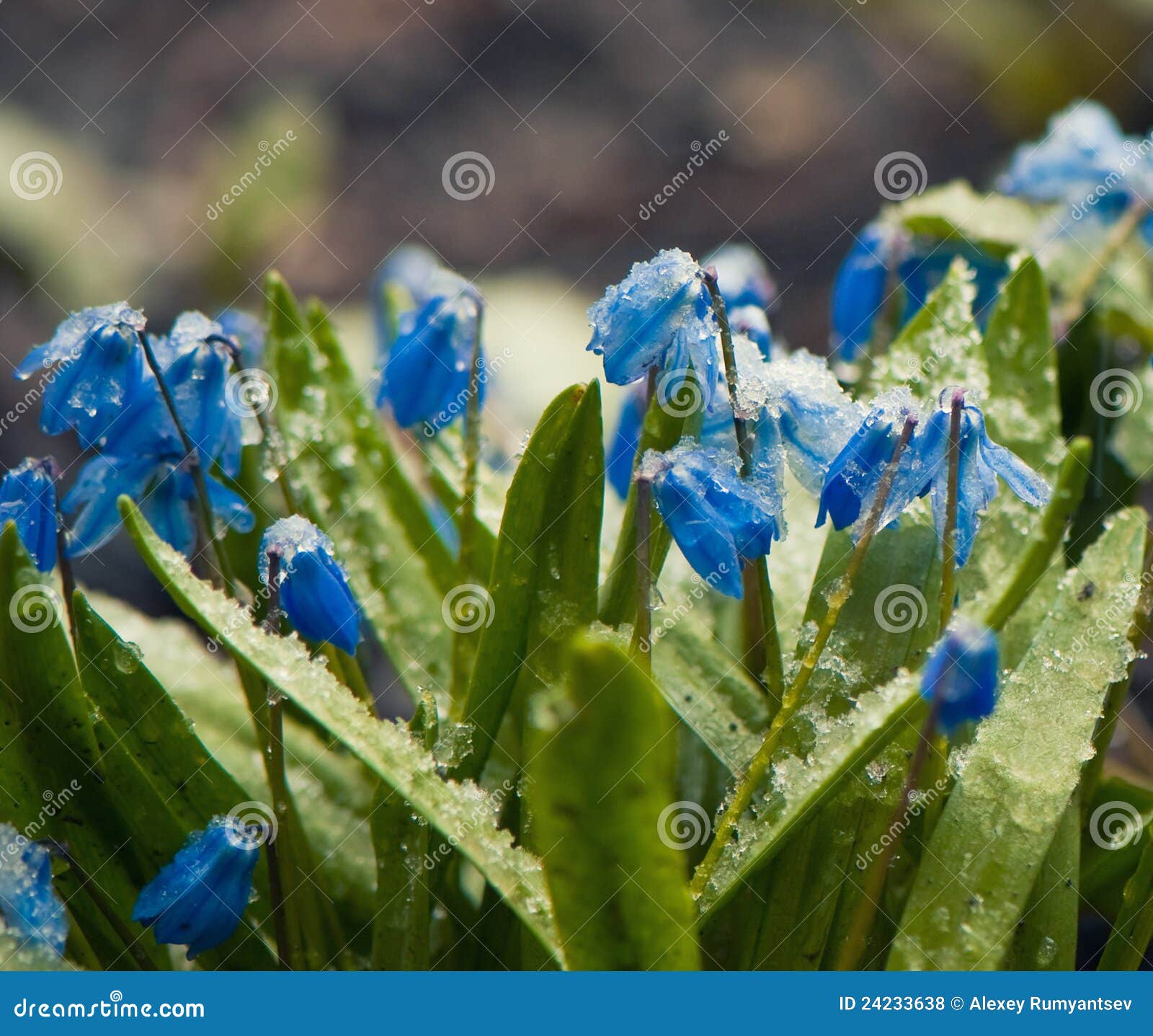 Frozen spring flowers stock photo. Image of botany, spring - 24233638