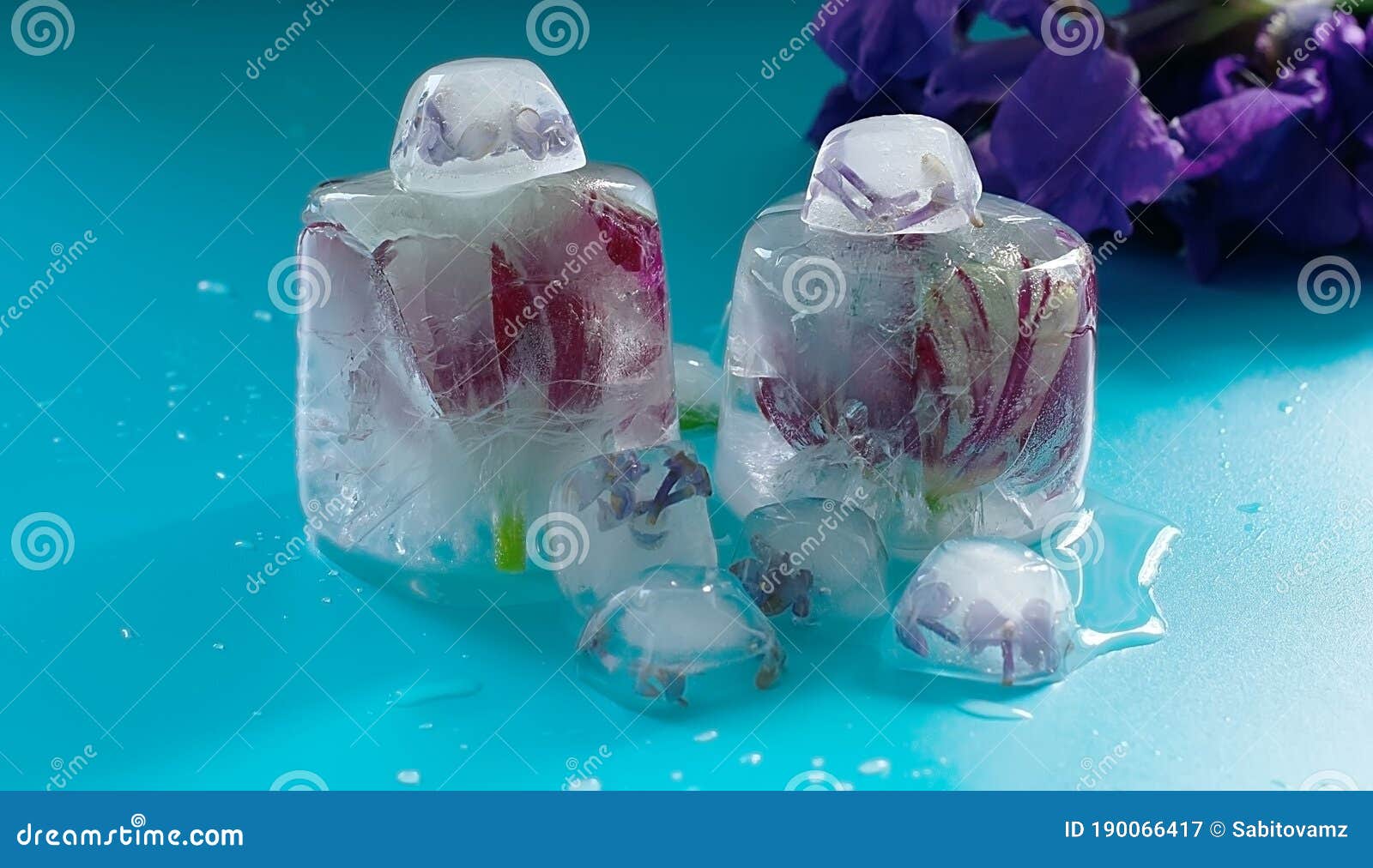Frozen Spring Flowers in Ice Cubes on a Light Background. Frozen Flora ...
