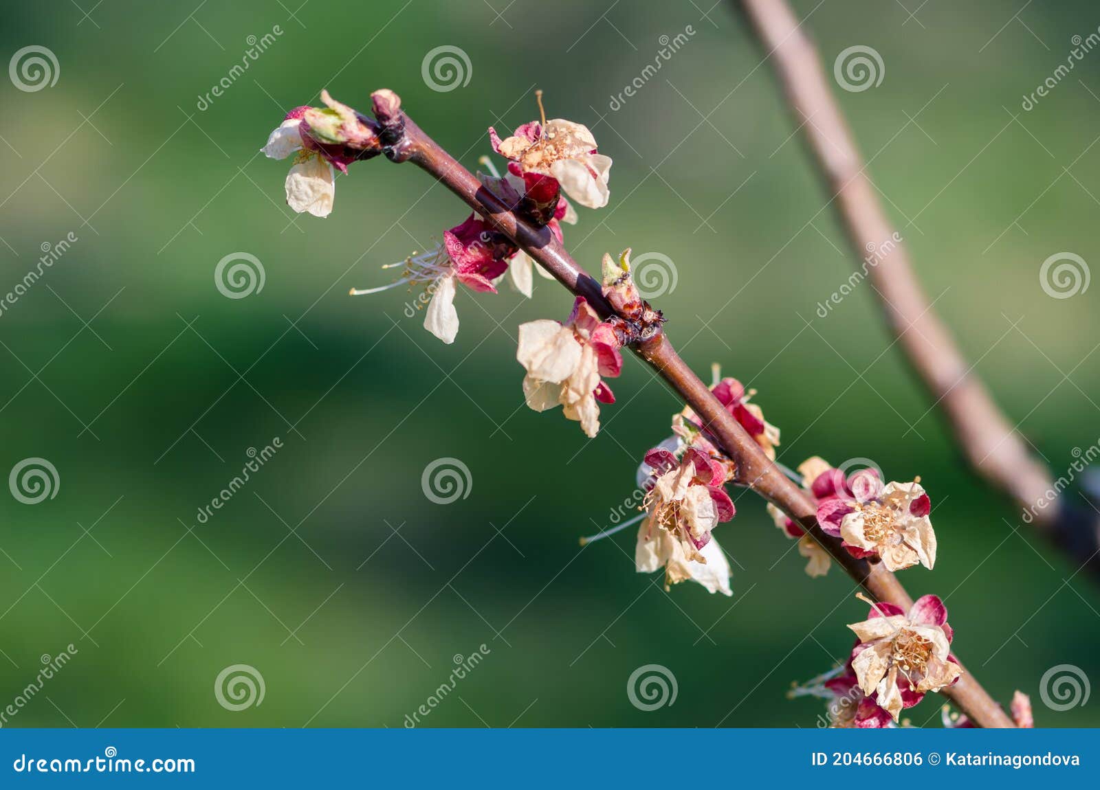 Frozen Spring Flowers on Trees Stock Photo - Image of green, colours ...