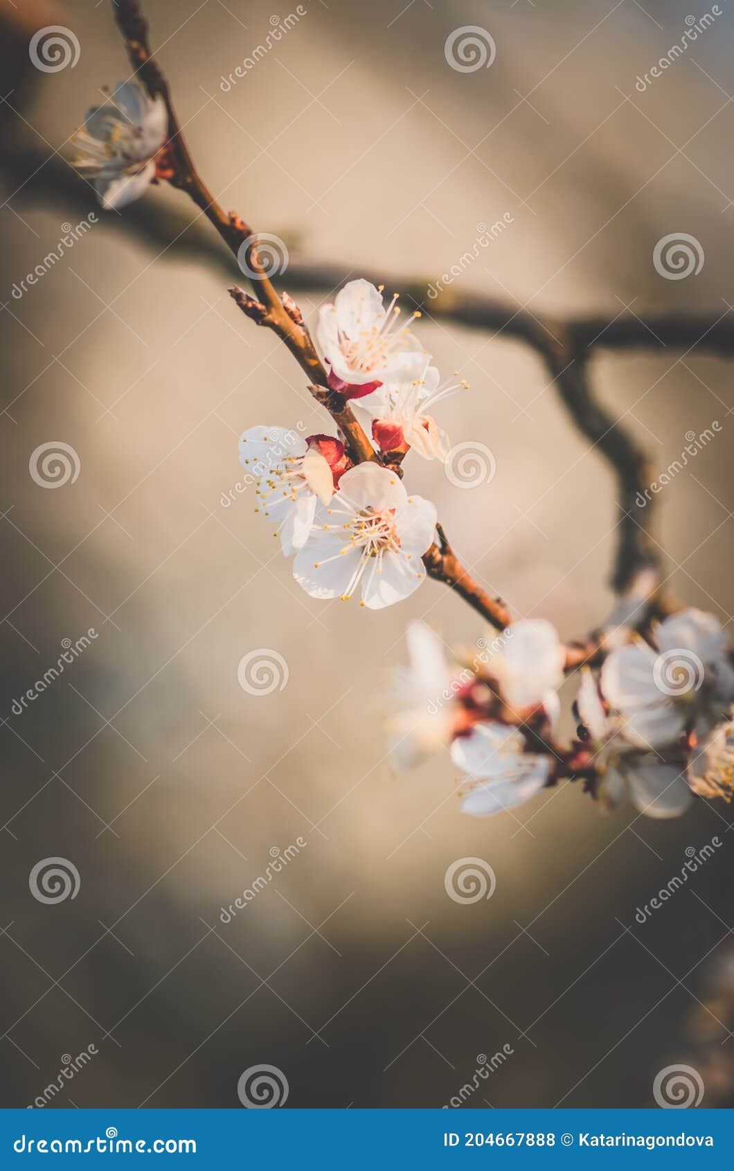 Frozen Spring Flowers on Trees Stock Photo - Image of frost, bloom ...