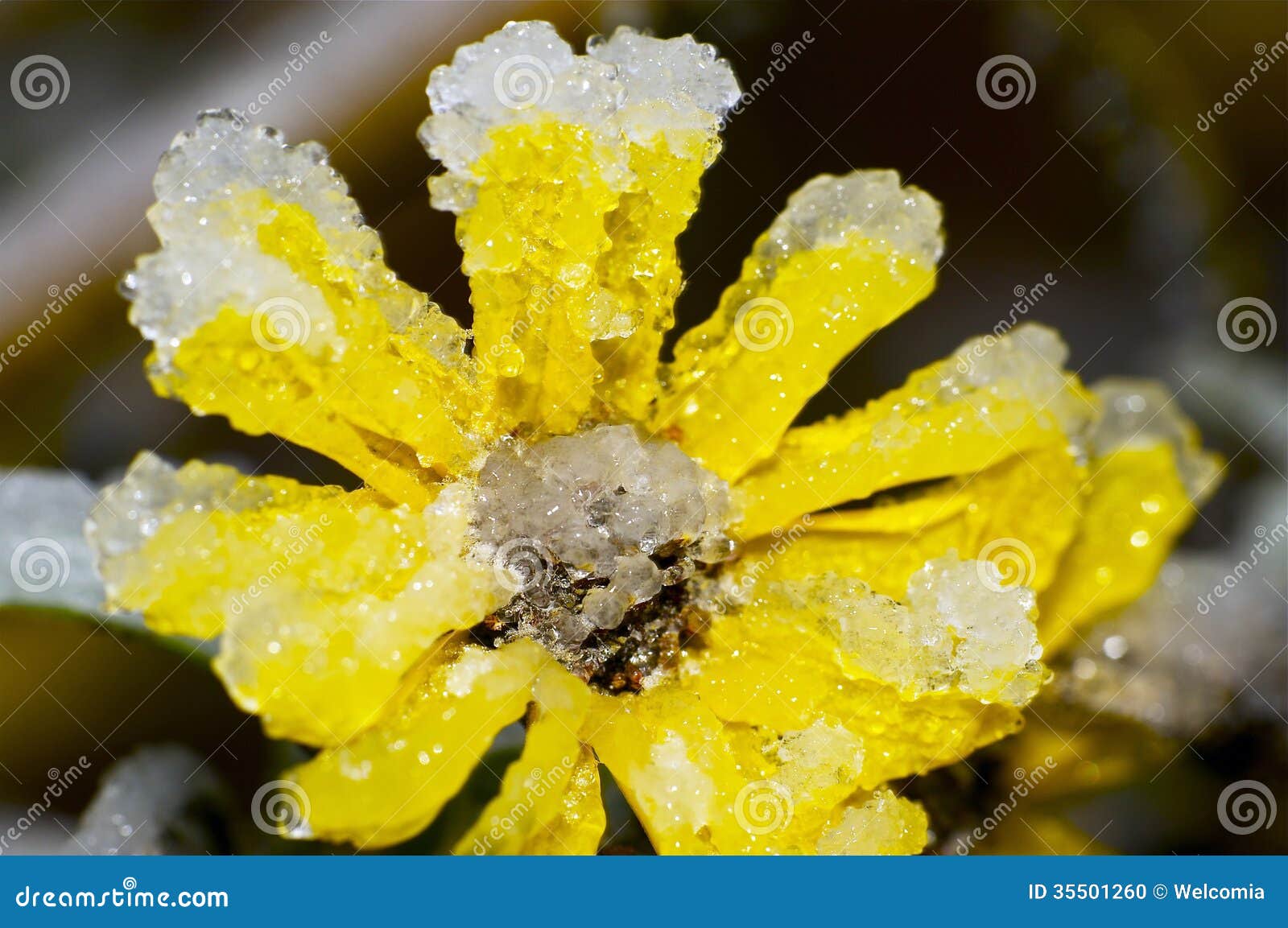 Frozen Spring stock photo. Image of frozen, closeup, natural - 35501260