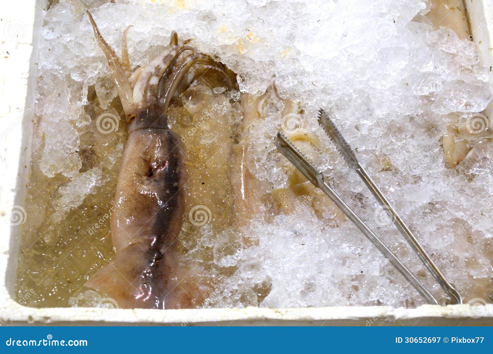 Frozen Squid in Foam Package Stock Image - Image of animal, market ...