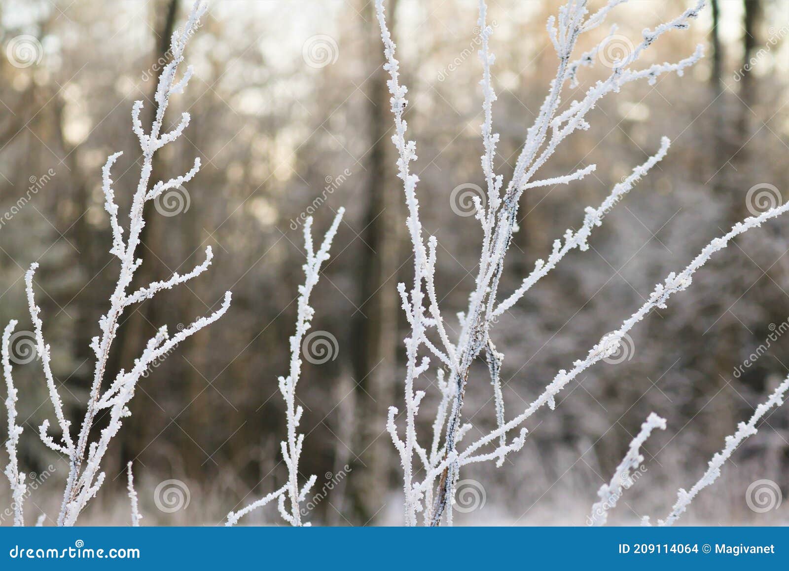 Frozen sticks stock photo. Image of wonderland, winter - 209114064