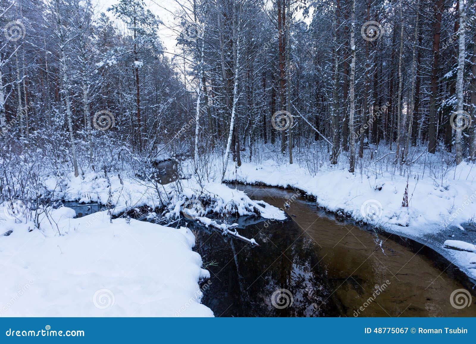 Frozen Stream in Winter Forest Stock Image - Image of stream, forest ...