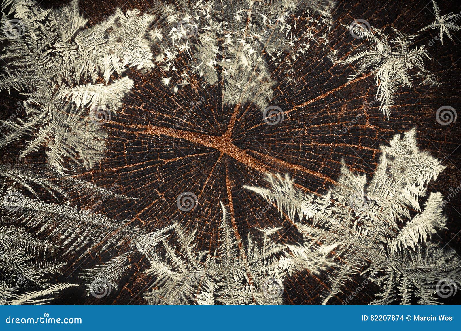 Frozen Stump of Old Oak Tree Felled - Section of the Trunk with Stock ...