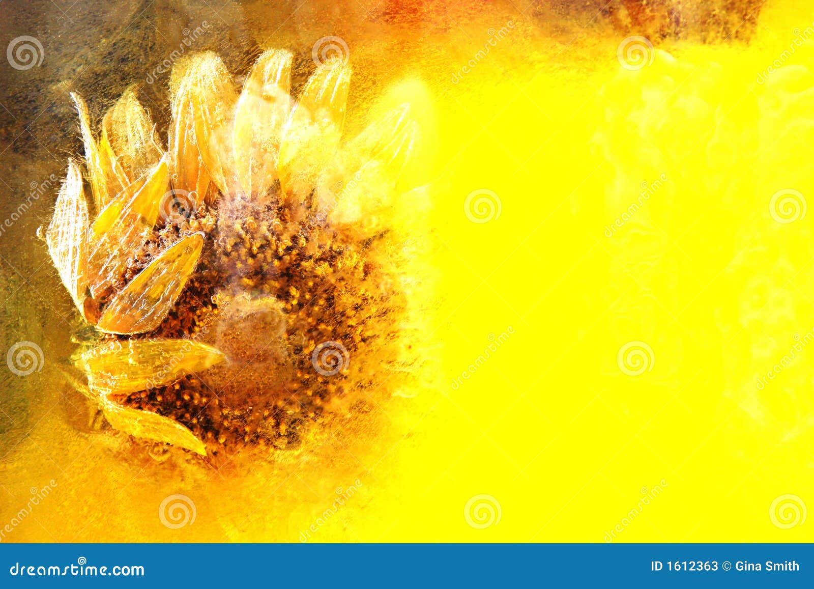 Frozen sunflower stock image. Image of unique, common - 1612363