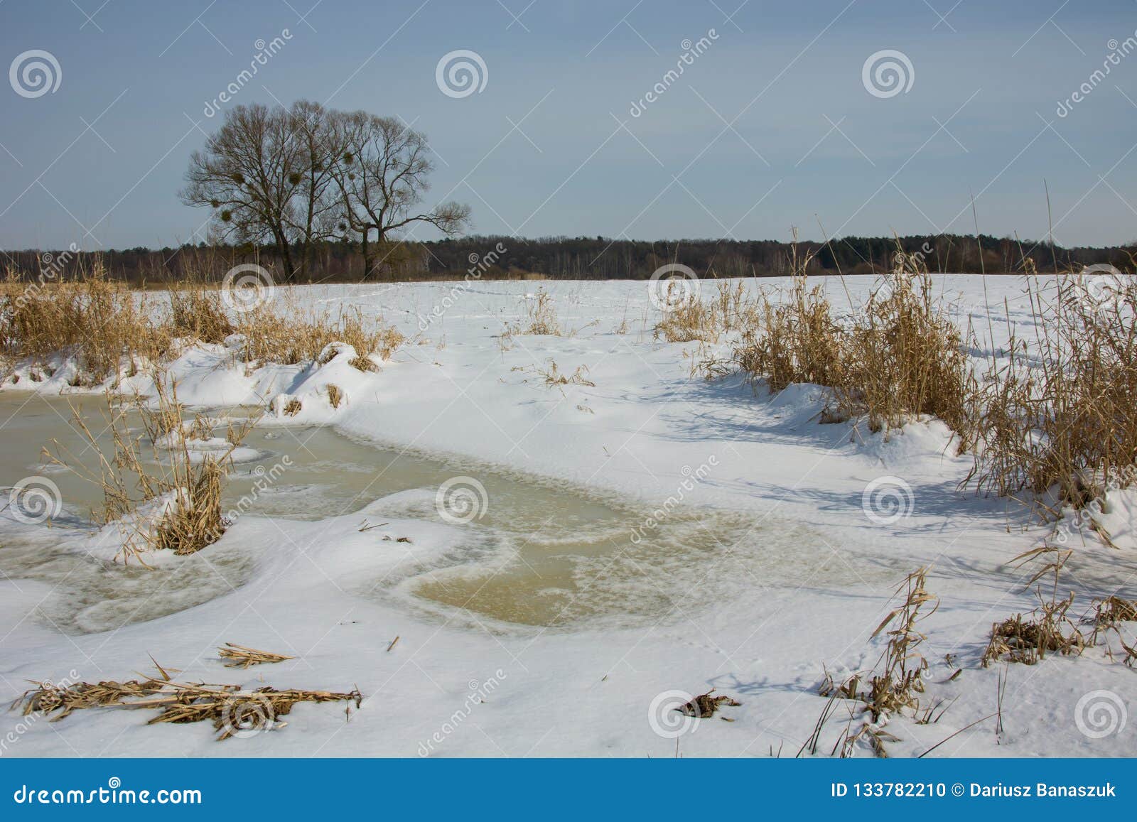 Frozen Swamp and Forest in Winter Day Stock Photo - Image of field ...