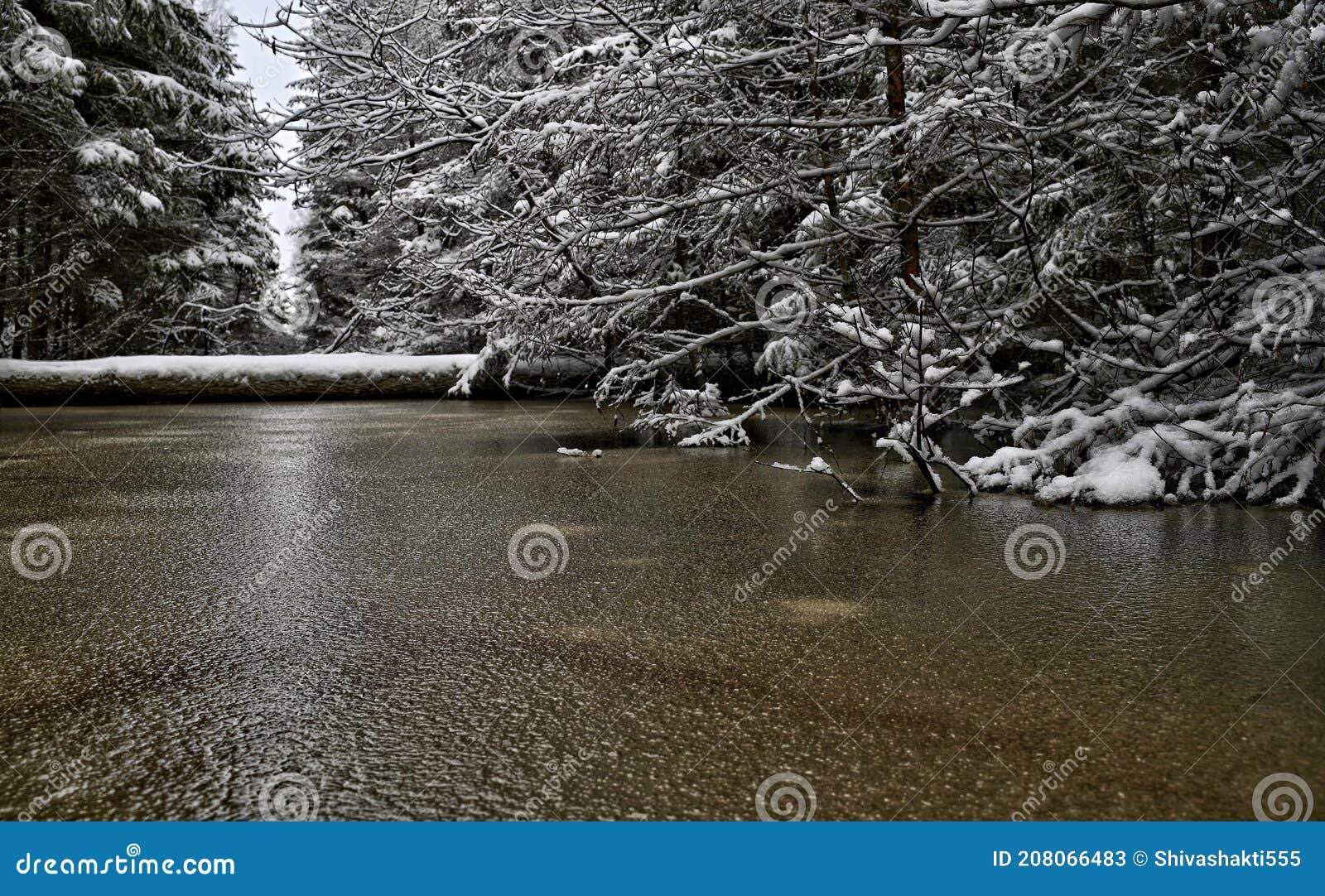 Frozen Swamp in Forest Winter Time Stock Image - Image of tree, river ...