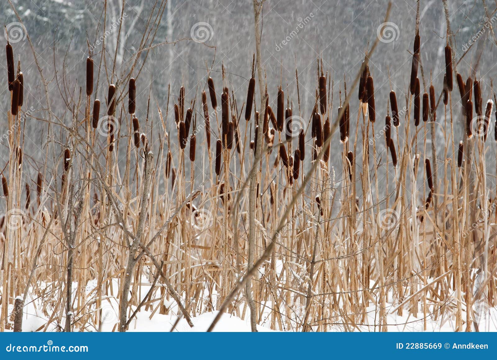 Frozen Swamp, with Reeds and Sedges Stock Image - Image of botanical ...
