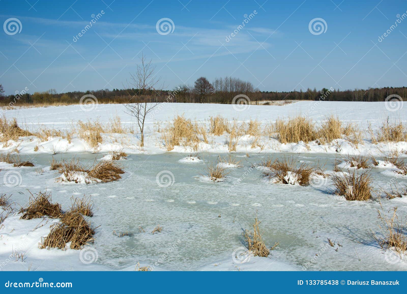 Frozen swamp in winter day stock photo. Image of pond - 133785438