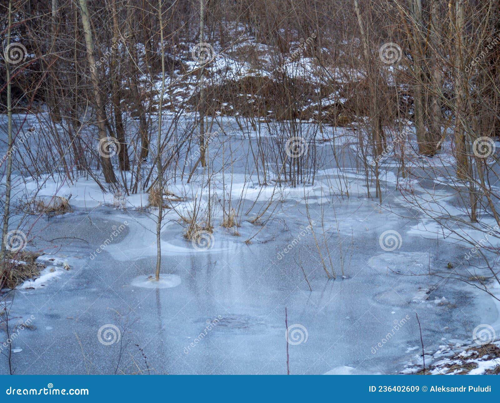 Frozen Swamp. Winter Begins Stock Image - Image of outdoor, travel ...