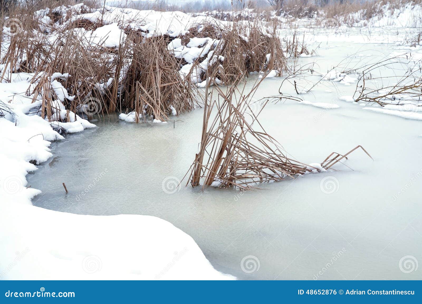 Frozen swamp stock photo. Image of tranquil, water, snowy - 48652876