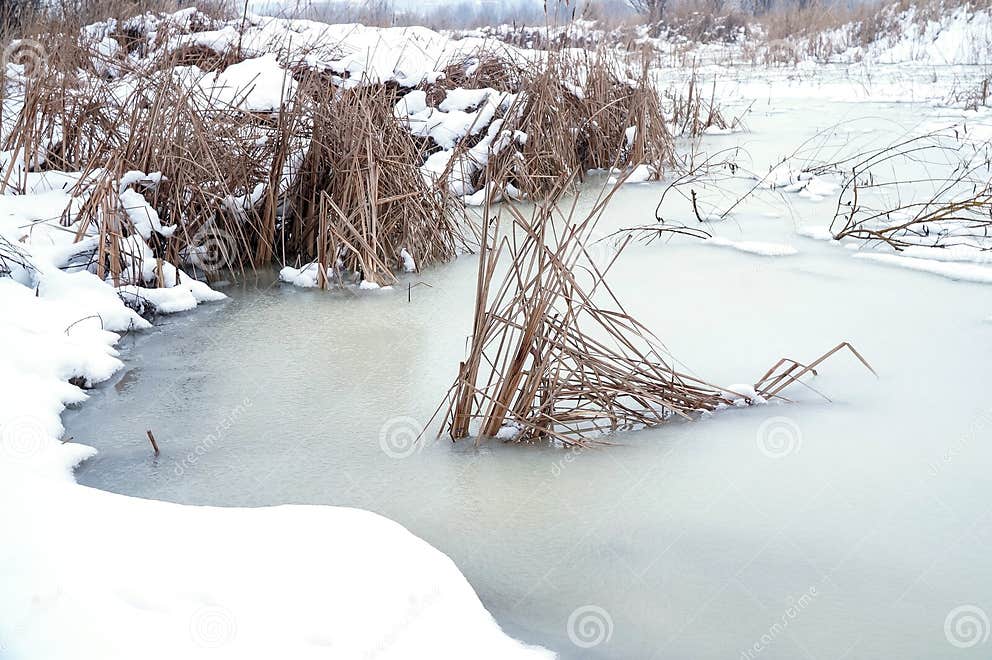 Frozen swamp stock photo. Image of tranquil, water, snowy - 48652876