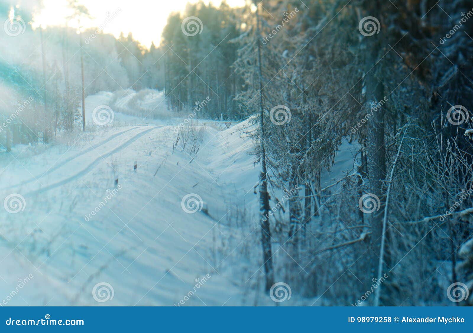 .frozen taiga forest stock photo. Image of season, sunset - 98979258
