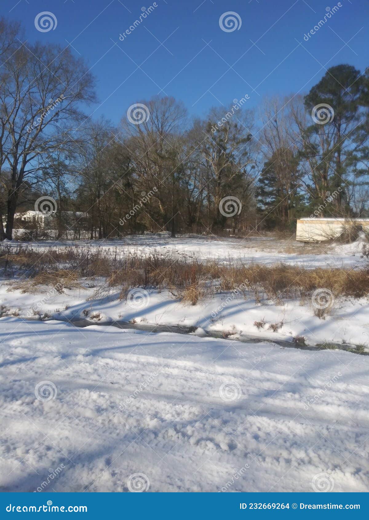 Frozen in texas stock photo. Image of frost, texas, frozen - 232669264