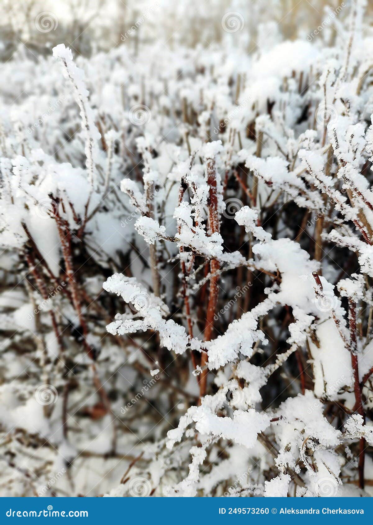 Frozen Transparent Ice on the Branches Stock Photo - Image of frost ...