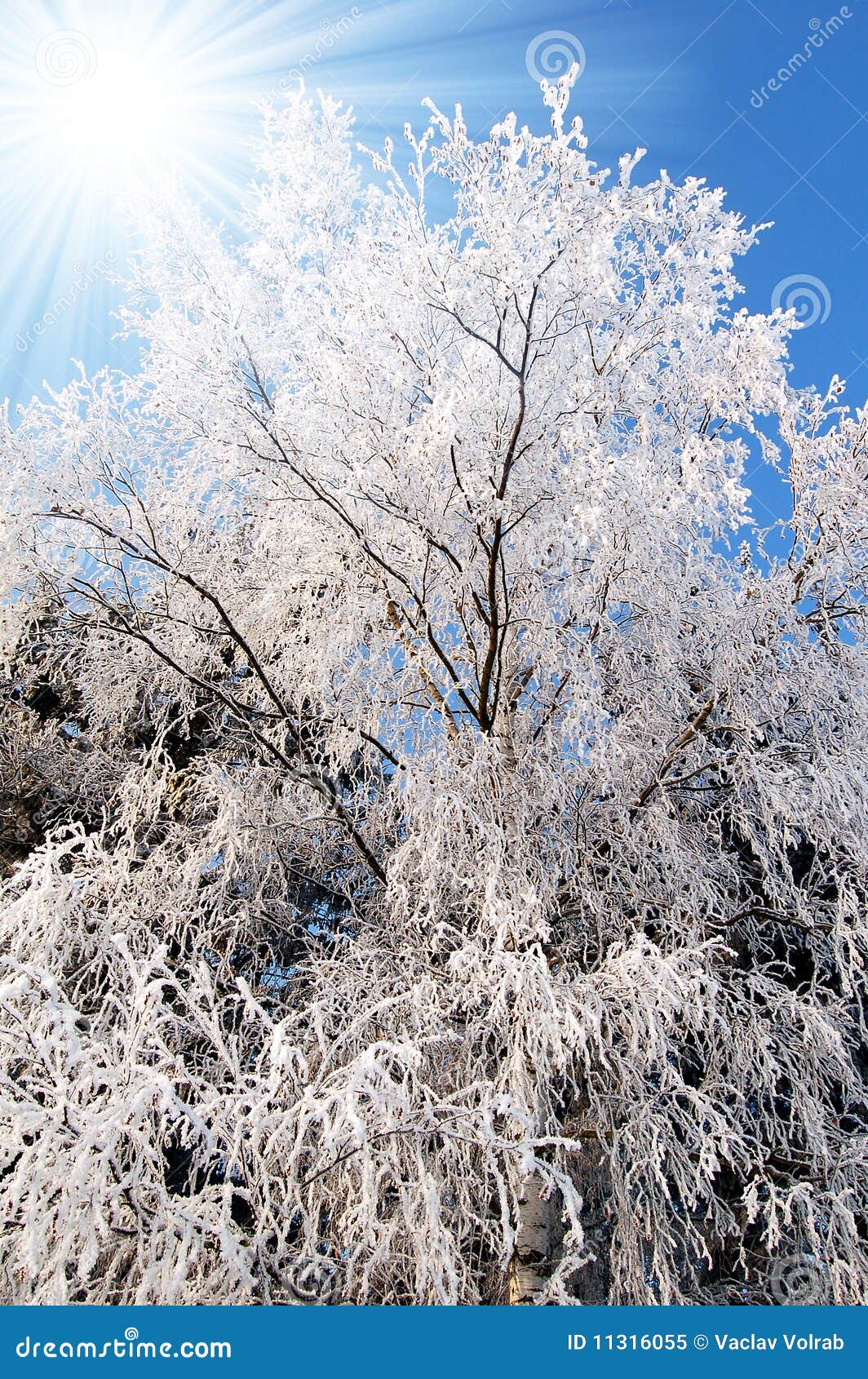 Frozen tree stock image. Image of scenery, branches, january - 11316055