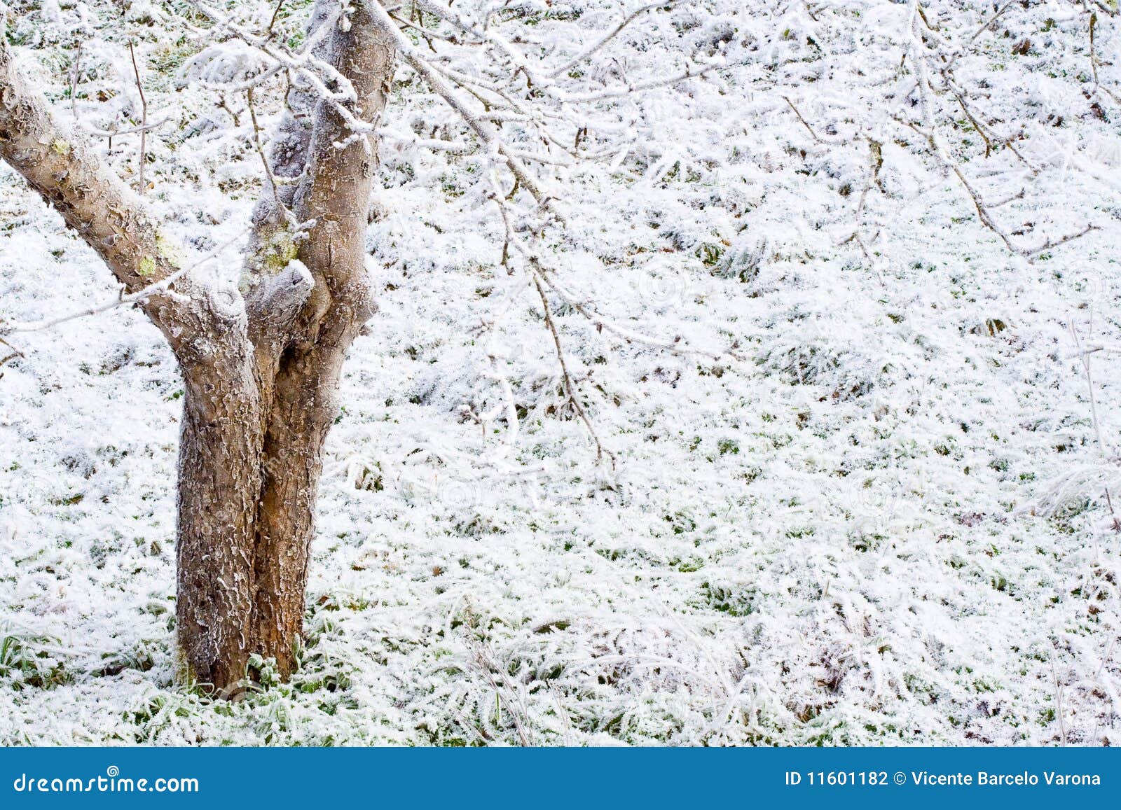 Frozen tree stock photo. Image of nature, cold, wood - 11601182