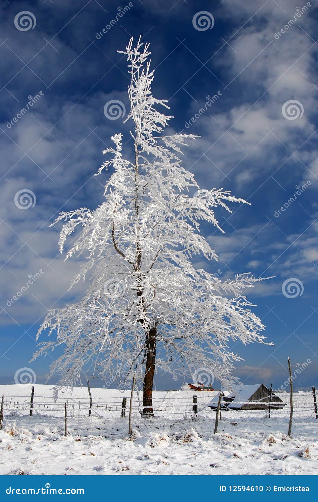 Frozen tree stock photo. Image of snowy, winter, frosty - 12594610