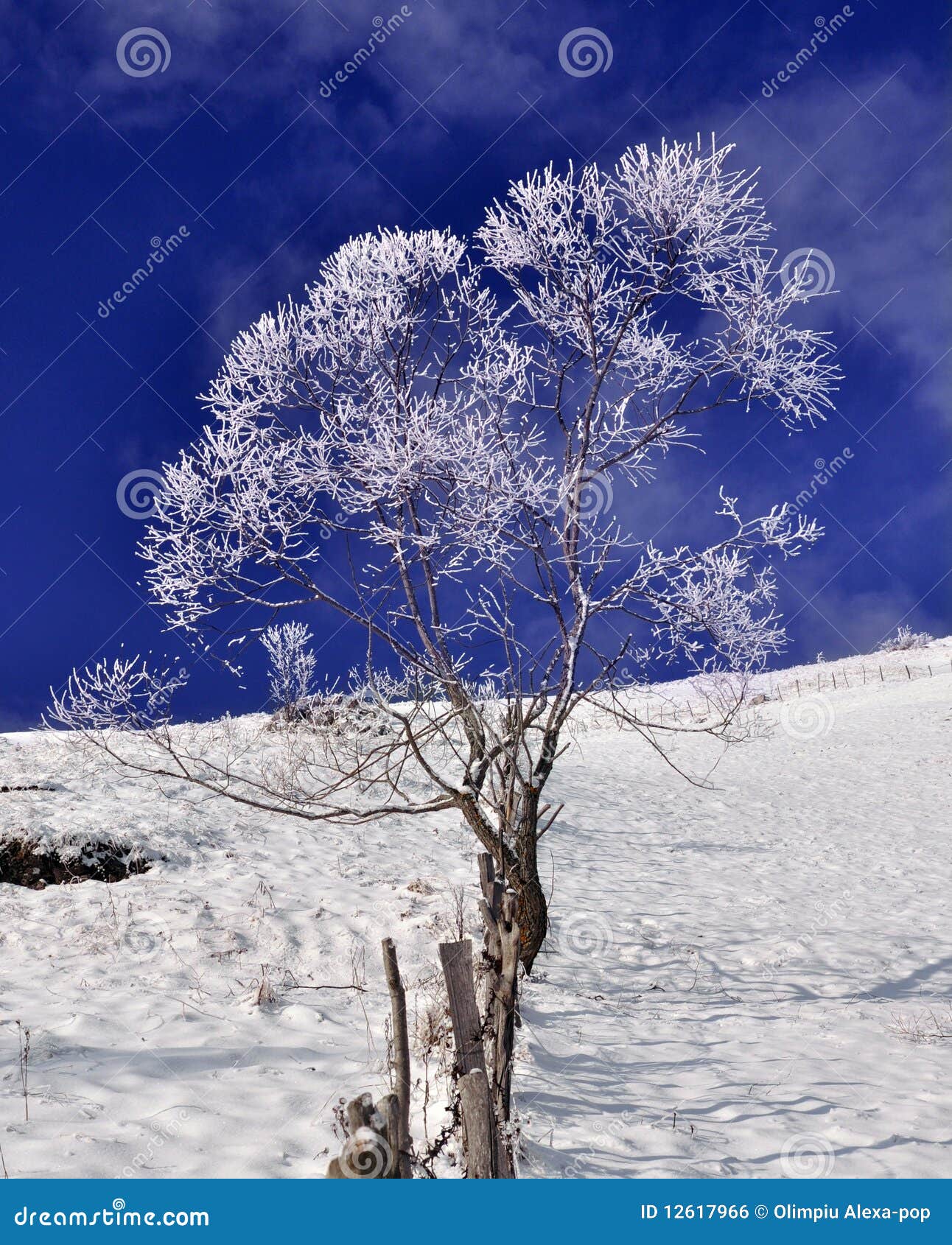 Frozen tree stock photo. Image of chilly, crisp, landscape - 12617966