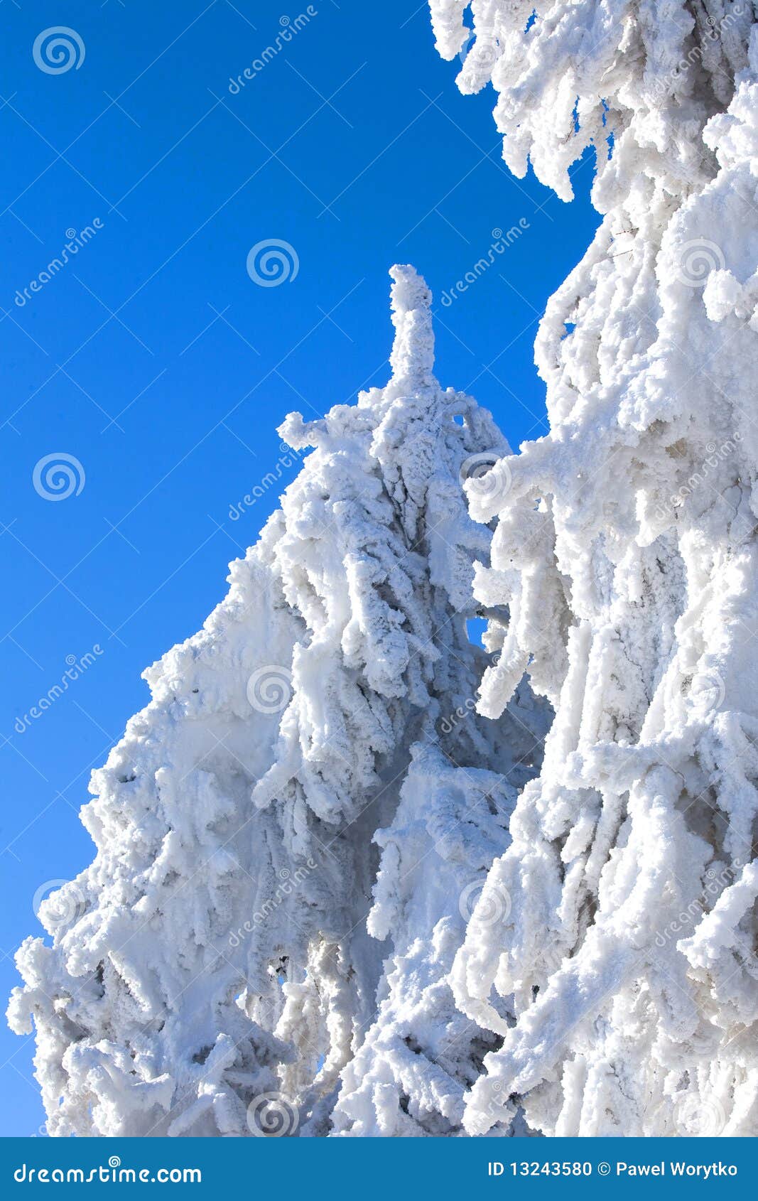 Frozen tree stock photo. Image of winter, hoar, christmas - 13243580