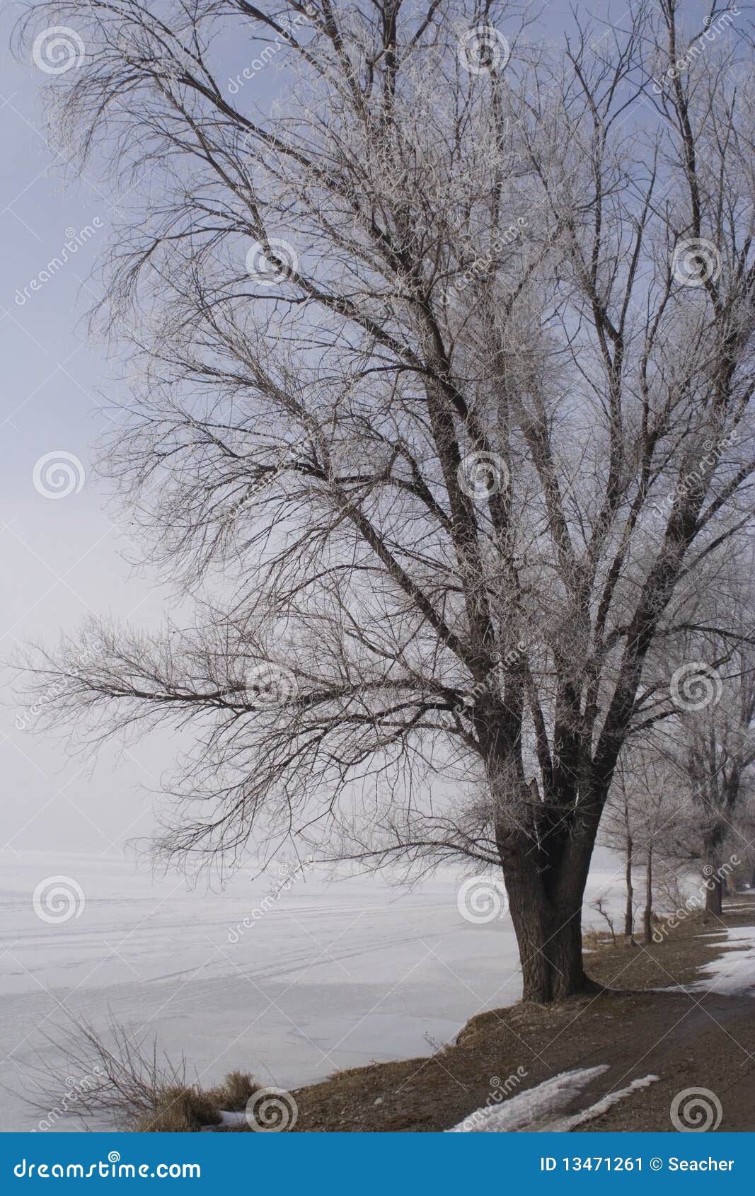 Frozen tree stock image. Image of snowscape, winter, black - 13471261