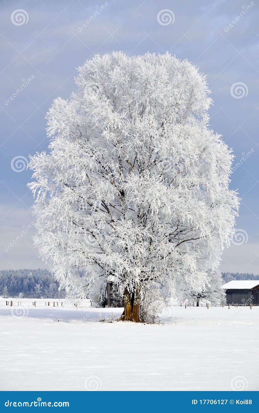 Frozen Tree stock image. Image of europe, cold, stables - 17706127