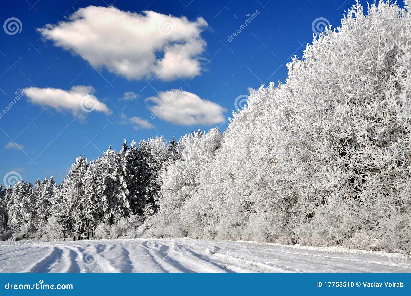 Frozen tree stock photo. Image of outdoor, forest, landscape - 17753510
