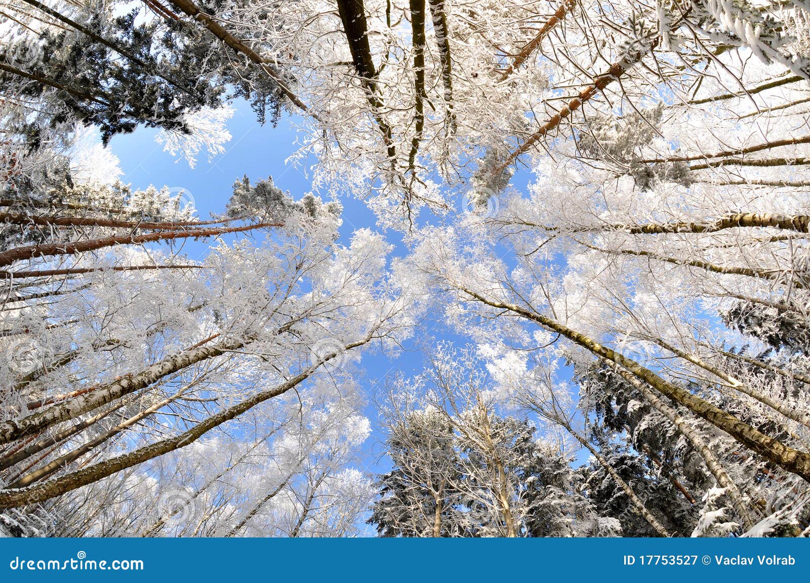 Frozen tree stock image. Image of park, cold, forest - 17753527