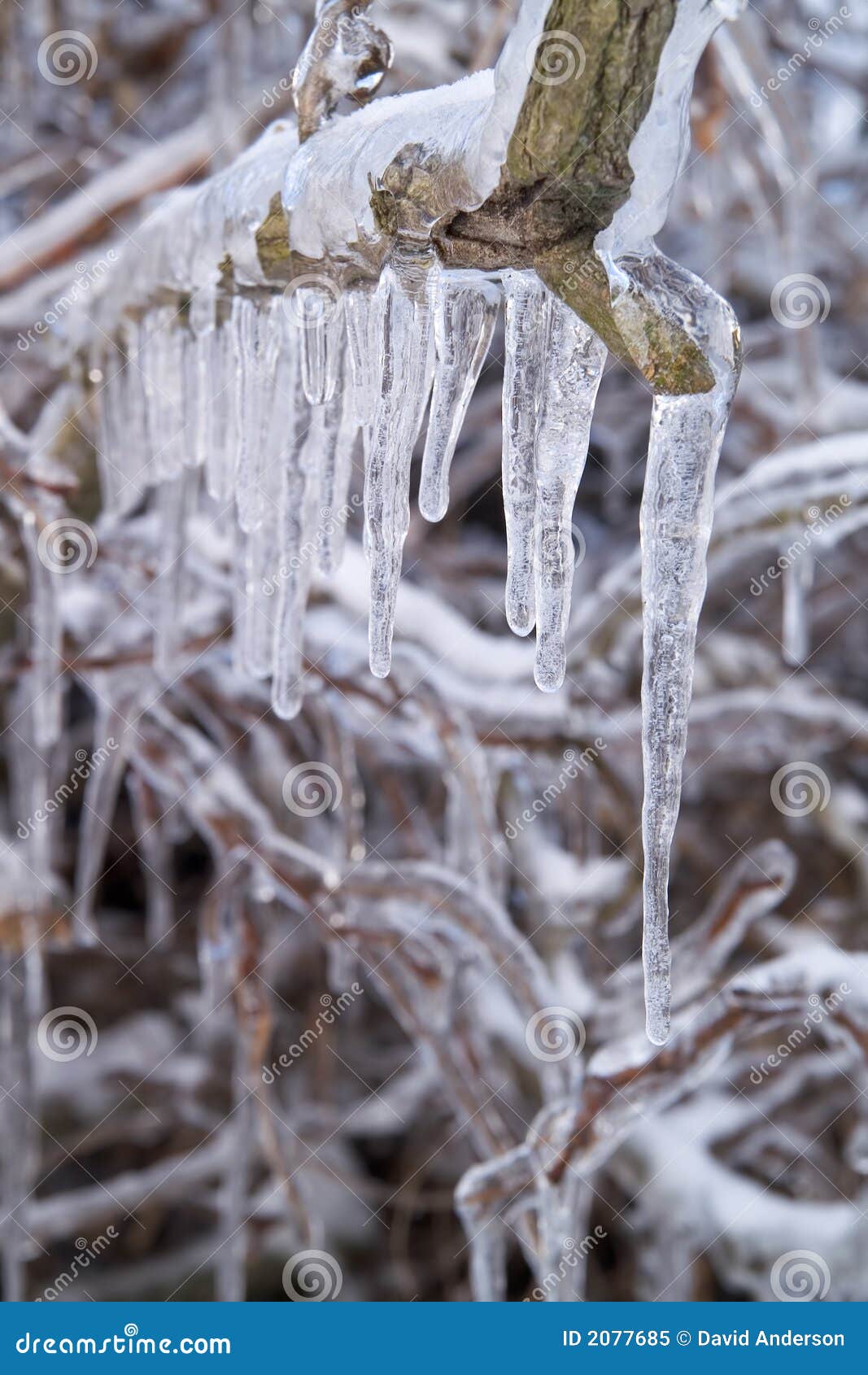 Frozen Tree stock image. Image of cold, branch, covered - 2077685