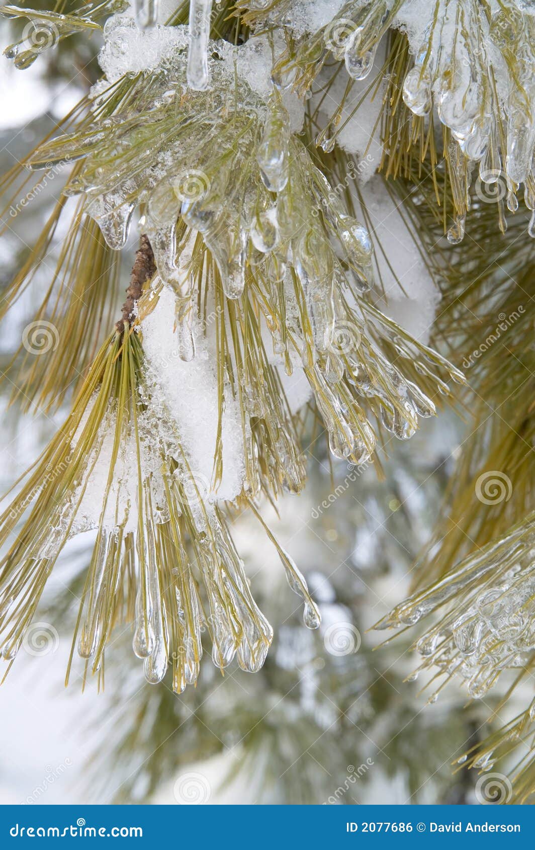 Frozen Tree stock photo. Image of winter, coated, plant - 2077686