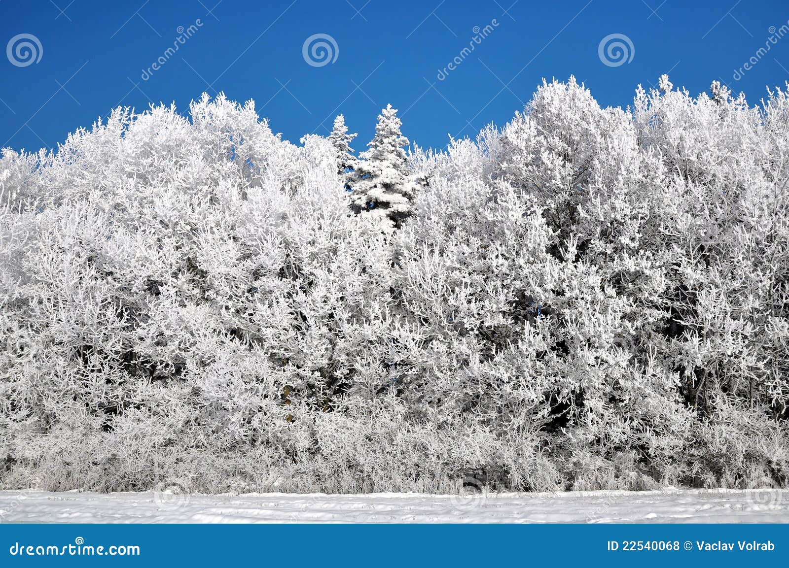 Frozen tree stock photo. Image of scenics, cold, landscape - 22540068
