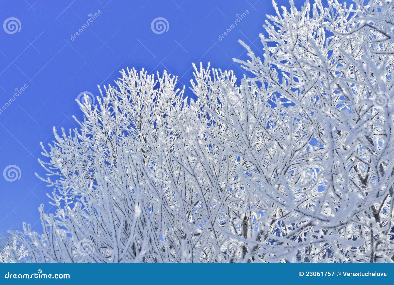 Frozen tree stock image. Image of nature, frosty, december - 23061757