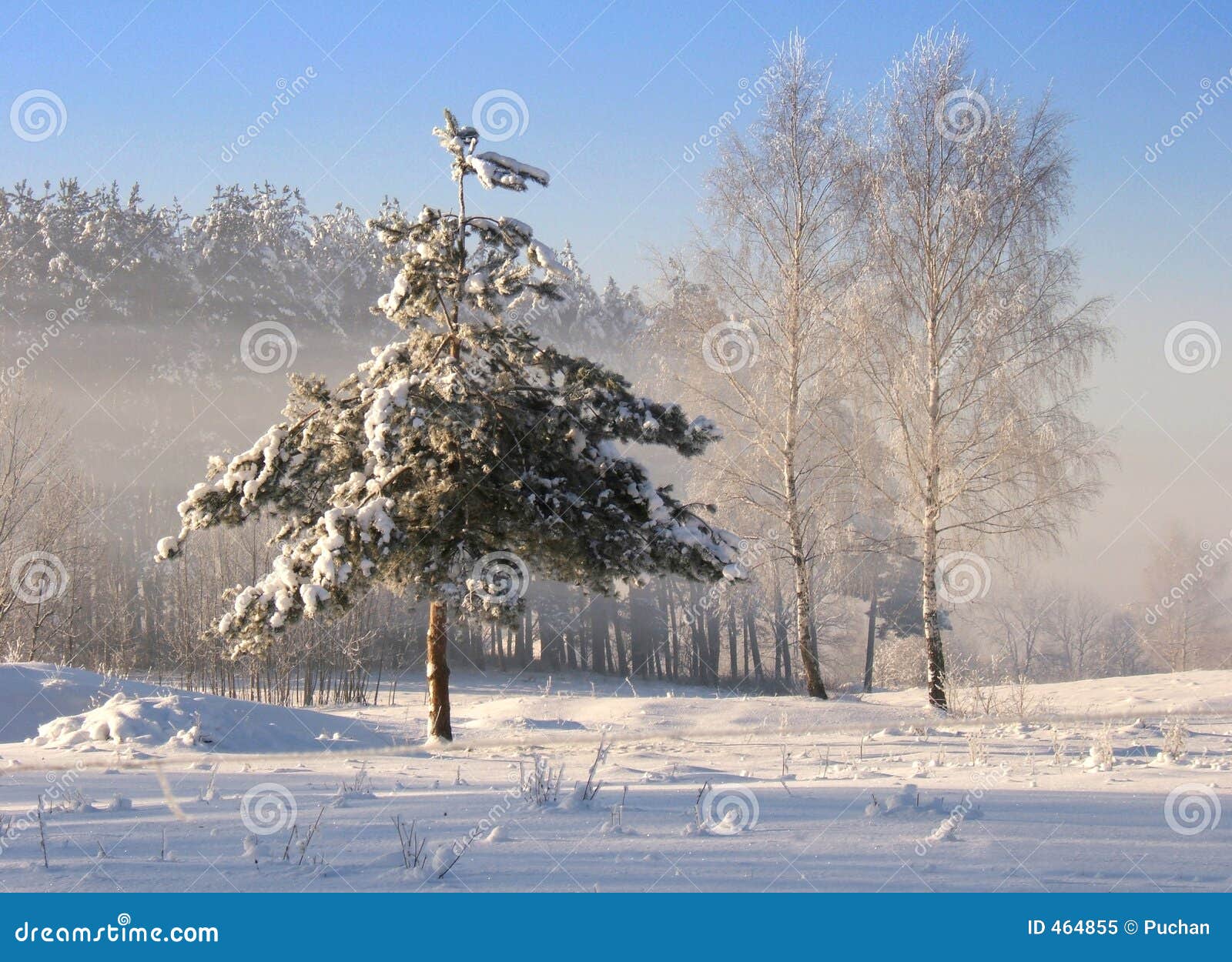 Frozen tree stock image. Image of tree, frost, white, frozen - 464855