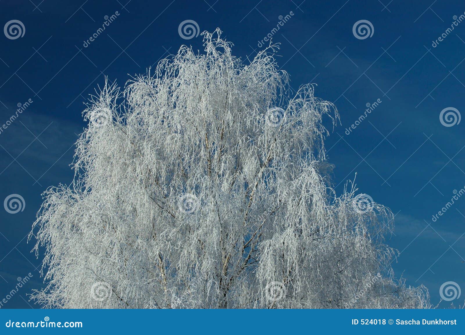 Frozen tree stock photo. Image of birch, deep, hoar, dreaming - 524018