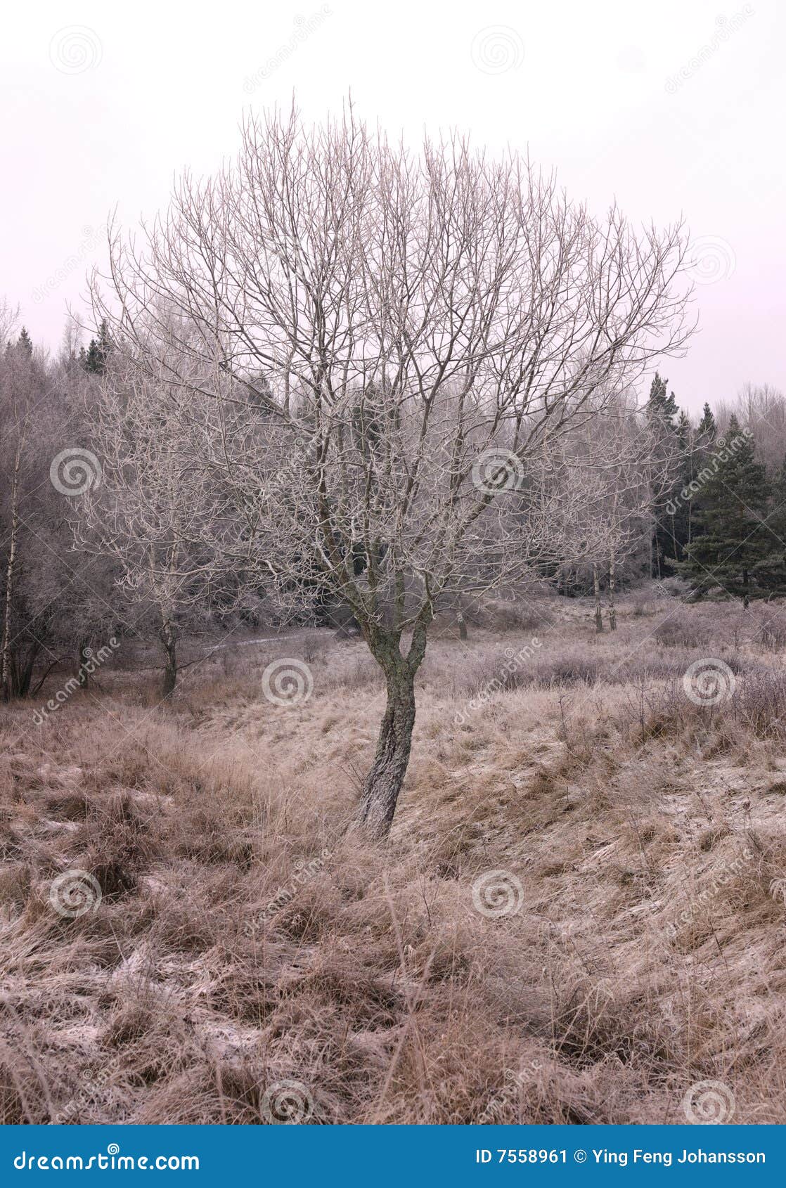 Frozen tree stock image. Image of gray, grass, frozen - 7558961
