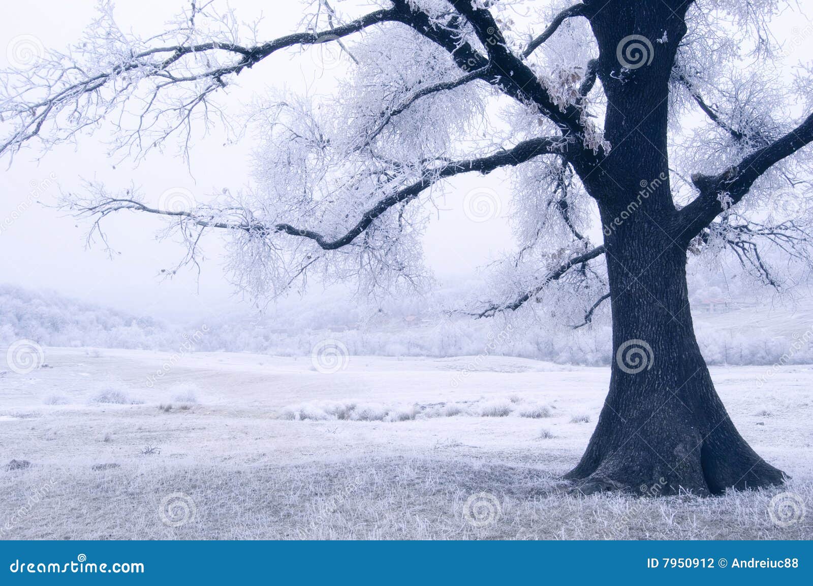 Frozen Tree Stock Photo | CartoonDealer.com #17753856