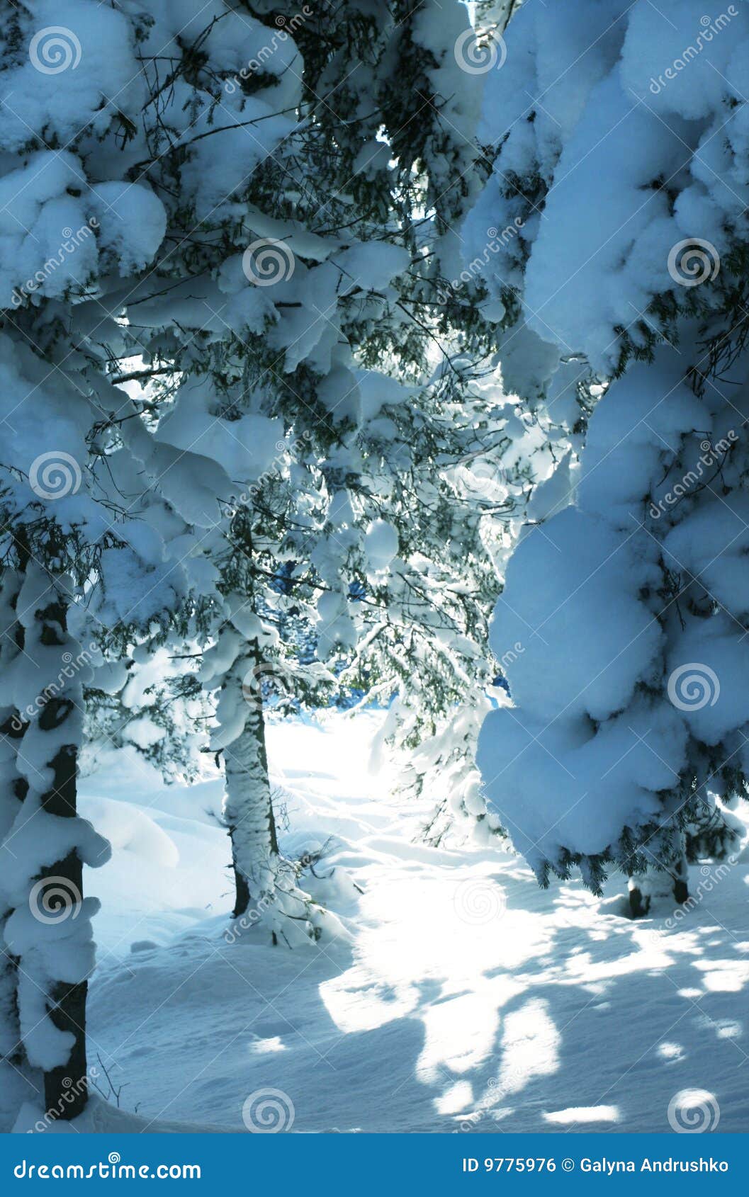 Frozen tree stock photo. Image of outdoor, water, christmas - 9775976