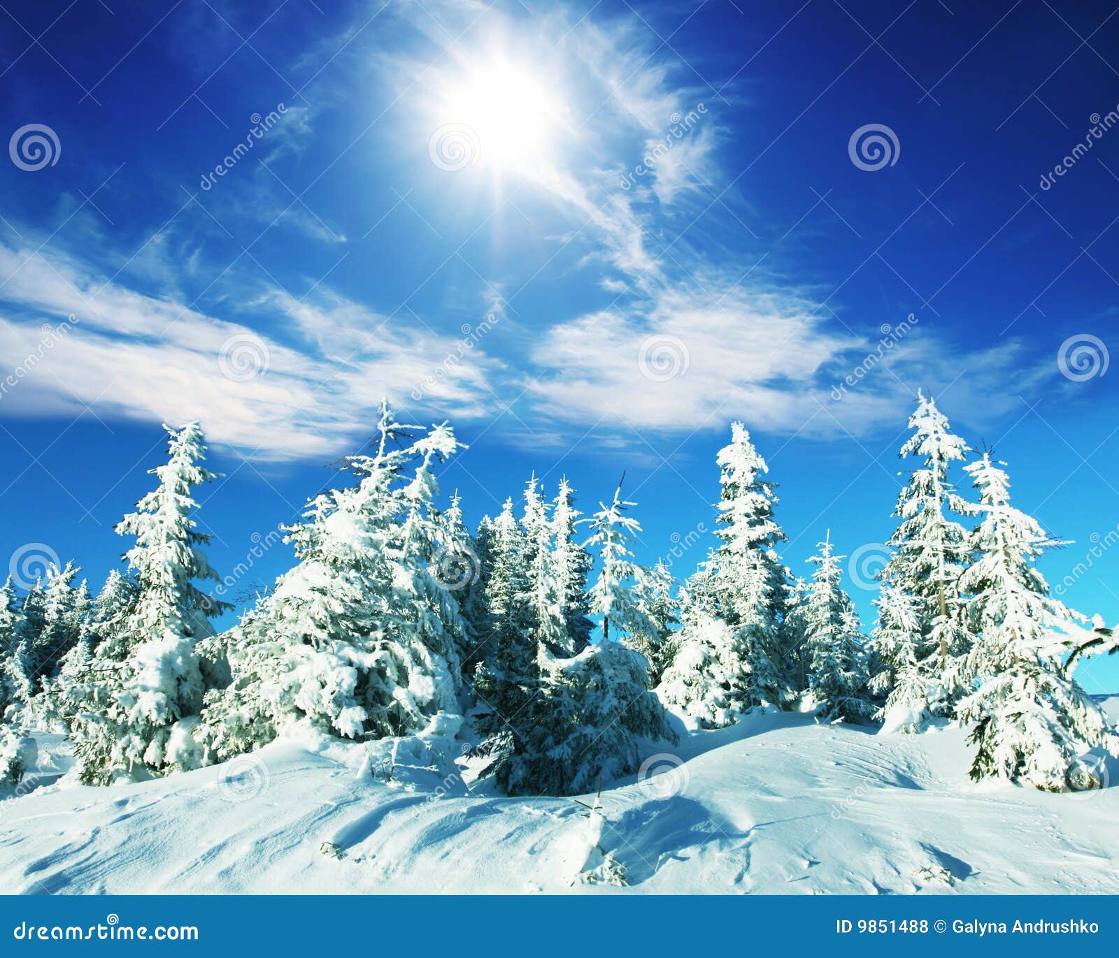 Frozen tree stock photo. Image of scenery, forest, trees - 9851488
