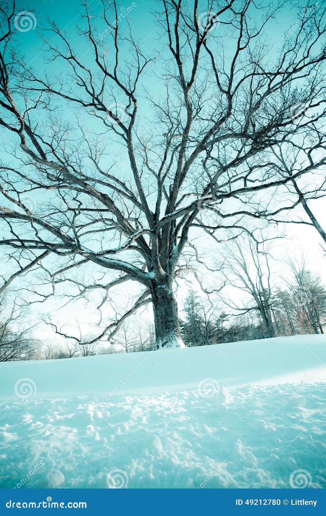 Frozen Tree stock photo. Image of snow, tree, frozen - 49212780
