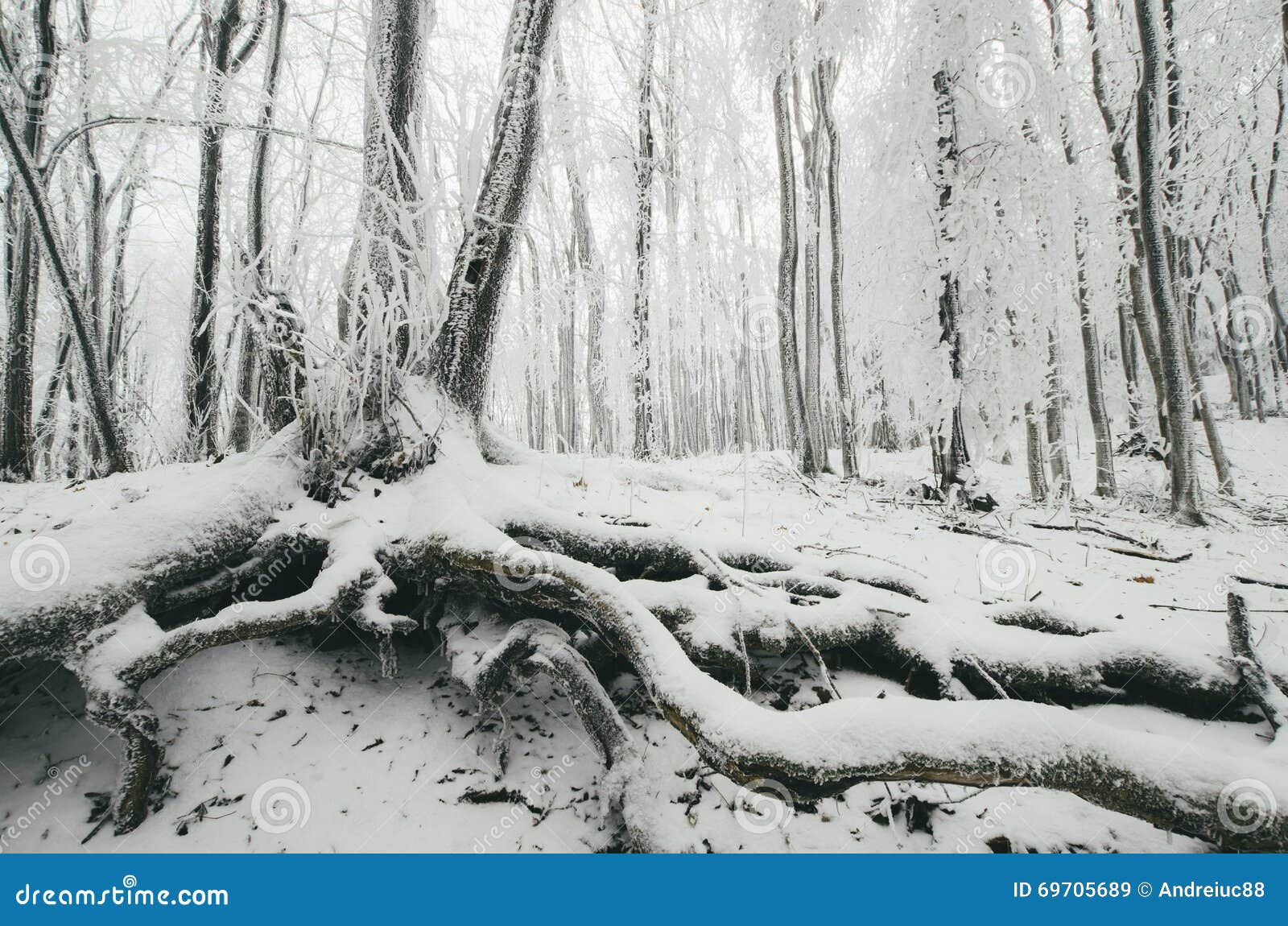 Frozen Tree with Big Roots in Winter Forest Stock Image - Image of ...