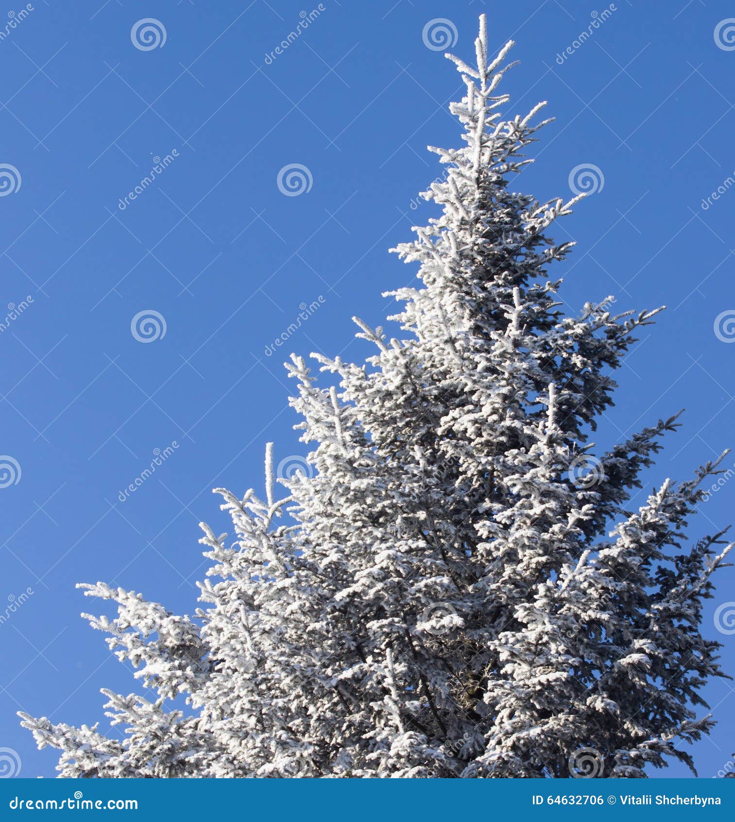 Frozen tree and blue sky stock photo. Image of forest - 64632706