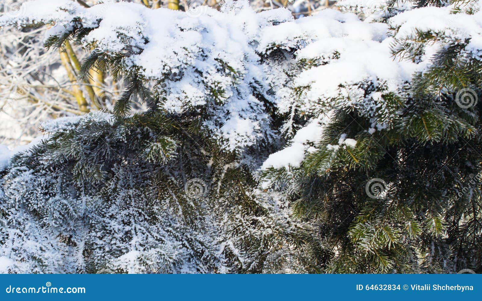 Frozen tree and blue sky stock photo. Image of tree, sunlight - 64632834