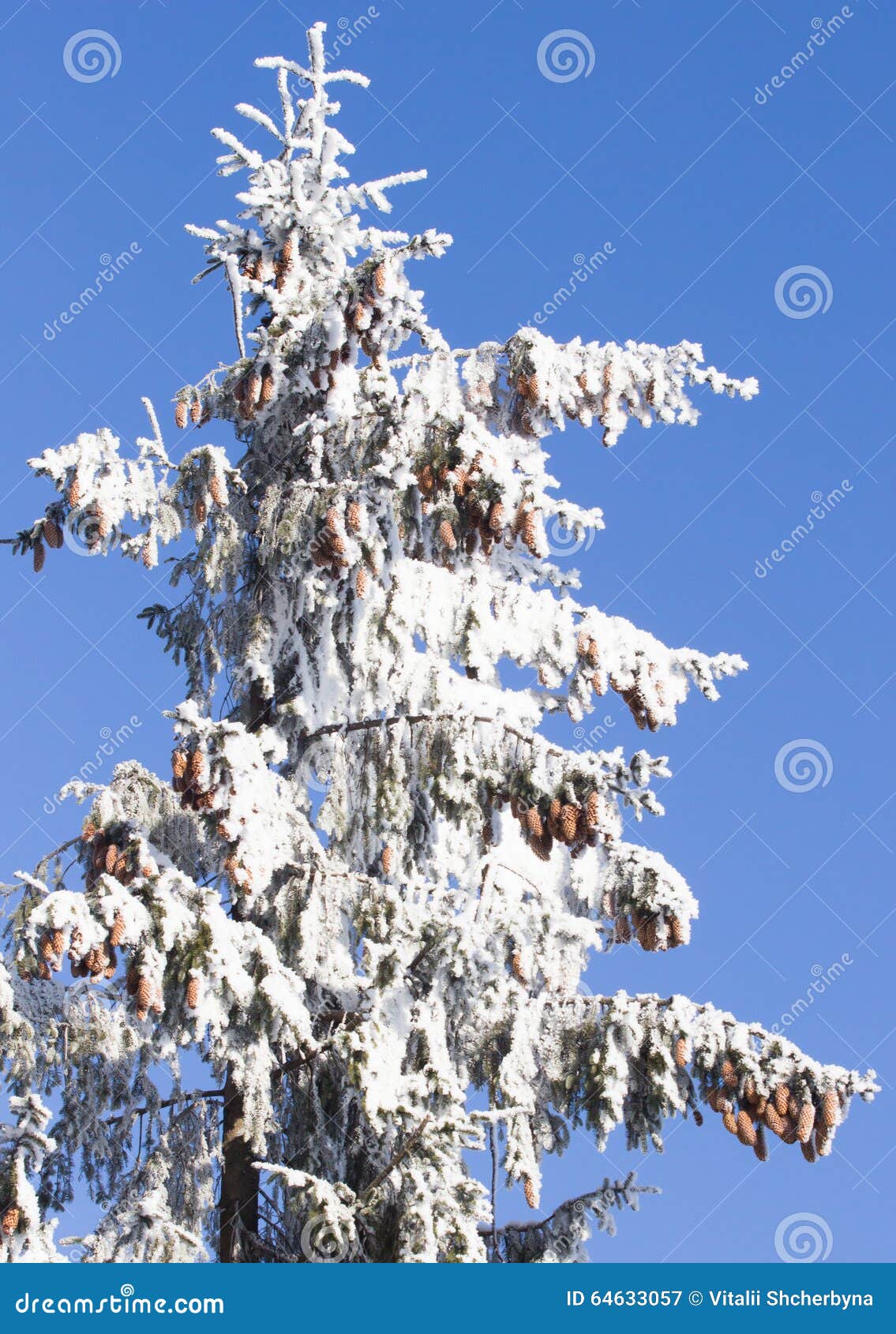 Frozen tree and blue sky stock image. Image of beautiful - 64633057