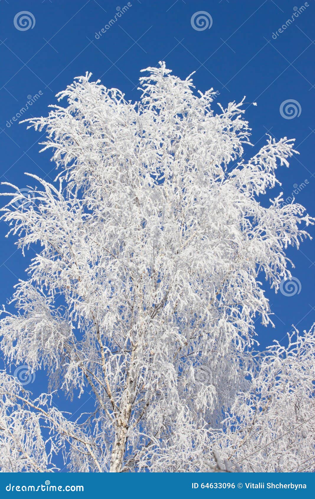 Frozen tree and blue sky stock photo. Image of beautiful - 64633096
