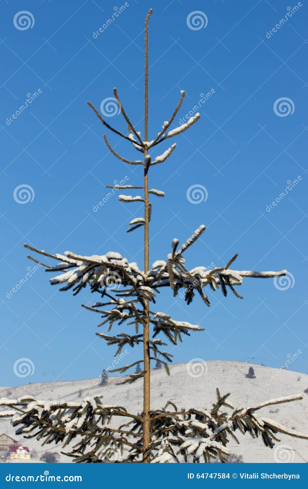 Frozen tree and blue sky stock photo. Image of travel - 64747584