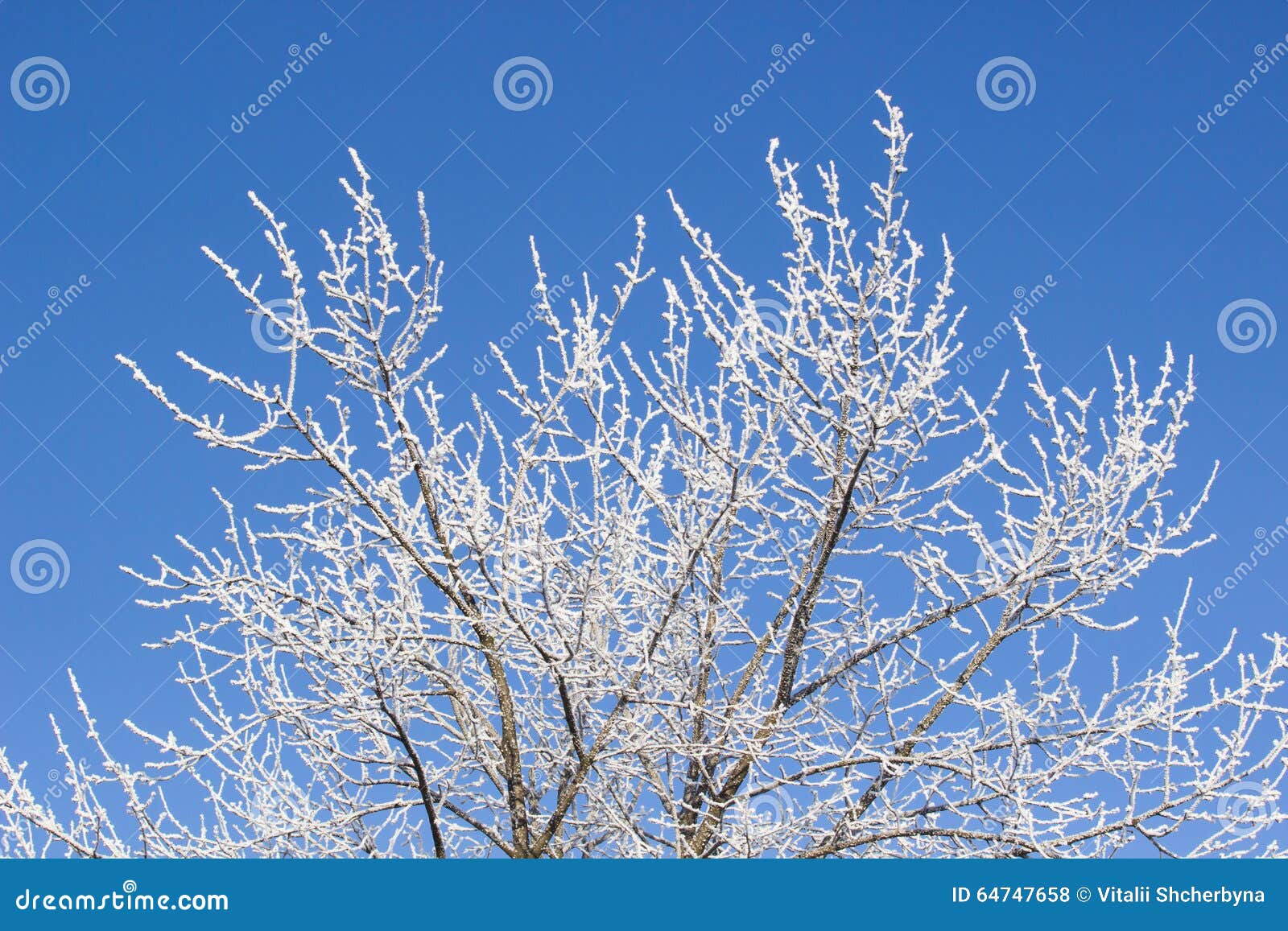 Frozen tree and blue sky stock photo. Image of outdoor - 64747658
